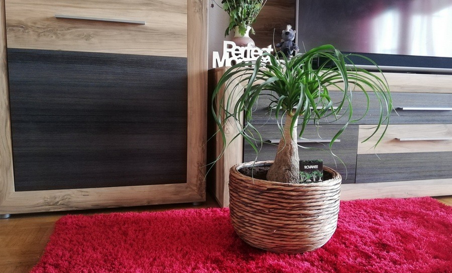 Slonova noga – idealna sobna biljka za one kojima nijedna ne preživi ...